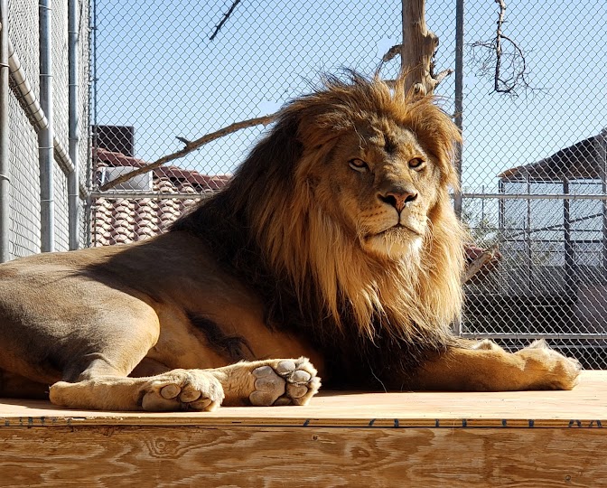 Lion Habitat Ranch Inc - Hospy Homes
